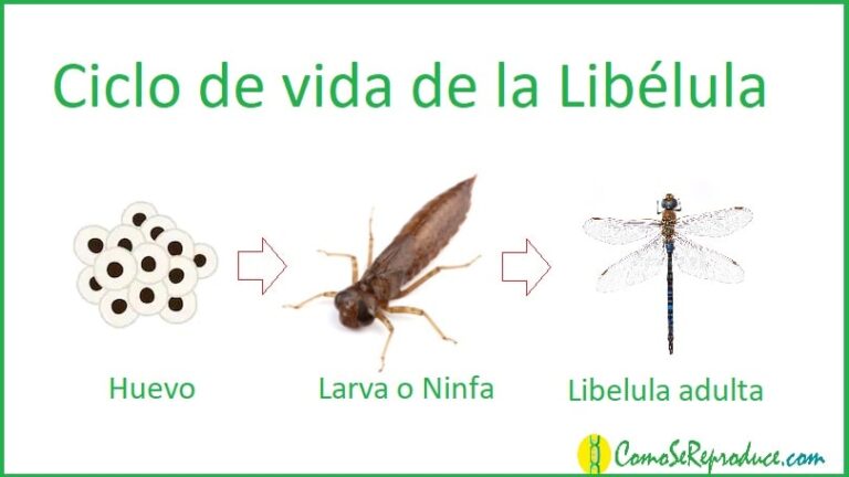 Como se reproduce la libelula - Como se reproduce