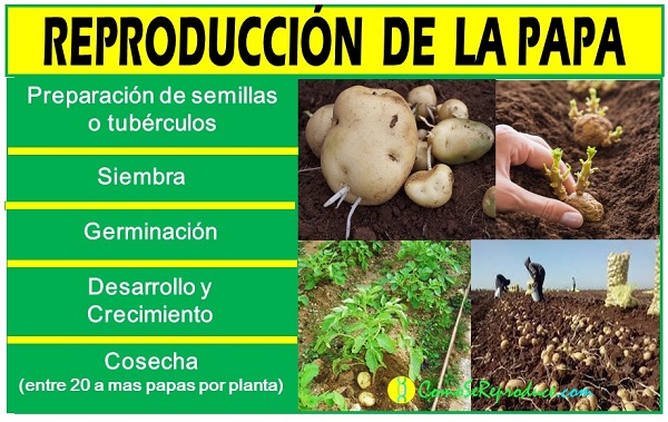 ¿Cómo se reproduce la papa? | Ciclo vida - Como se reproduce