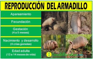 ¿Como se reproduce el armadillo? | Ciclo vida - Como se reproduce