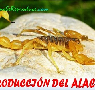 Como se reproduce - Todo sobre la reproducción de los seres vivos y muertos