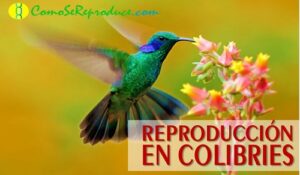 Cómo se reproducen los seres vivos - Como se reproduce